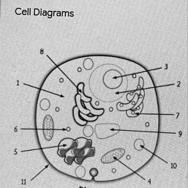 SOLVED: ' What type of cell is Diagram A? Cell Diagrams 5 I 10'
