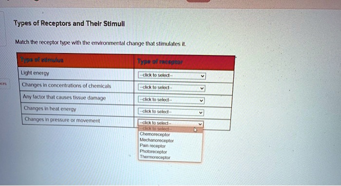 Types of Receptors and Their Stimuli Match the receptor type with the ...