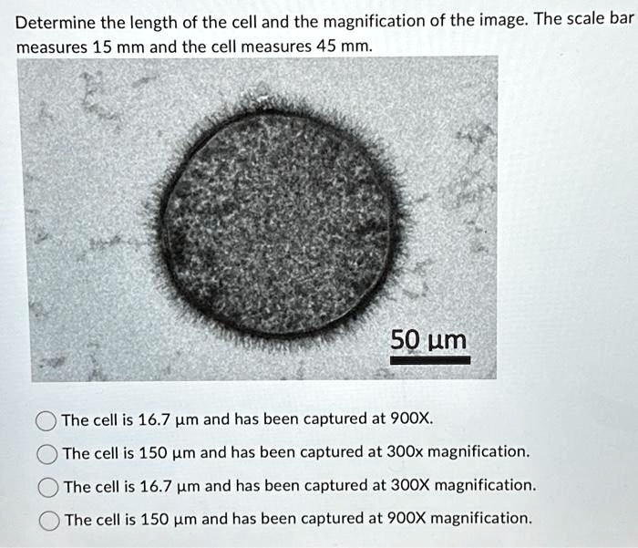 Determine the length of the cell and the magnification of the image. The scale bar measures 15 ...