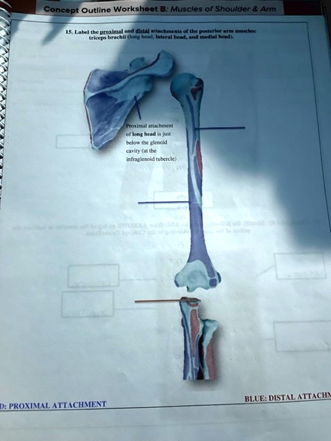 Concept Outline Worksheet B: Muscles of Shoulder Arm 15. Label the ...