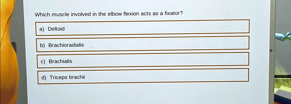 Which muscle involved in the elbow flexion acts as a fixator? a) b ...