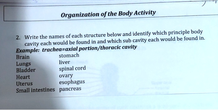 SOLVED: Text: Organization of the Body Activity
