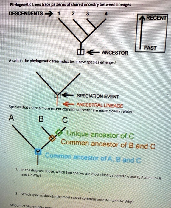 SOLVED: Phylogenetic trees trace patterns of DESCENDENTS and lineages ...