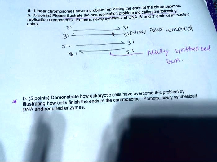 SOLVED: Replicating the Ends of the Chromosomes - Linear chromosomes ...