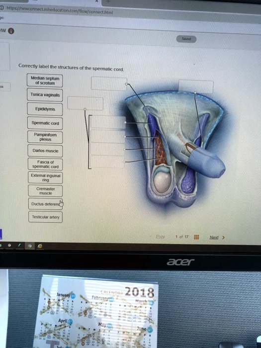 w correctly label the structures of the spermatic cord median septum of scrotum tunica vaginalis ...