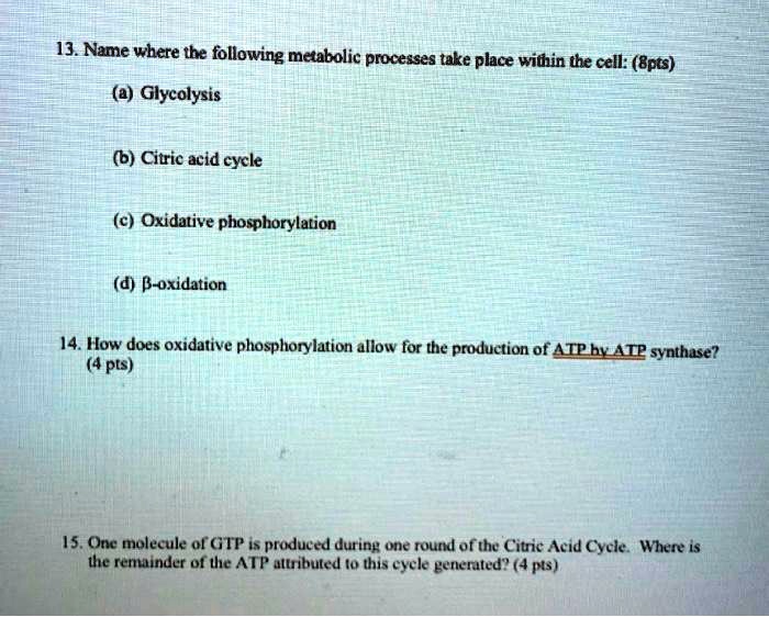 13 name where the following metabolic processes take place within the ...