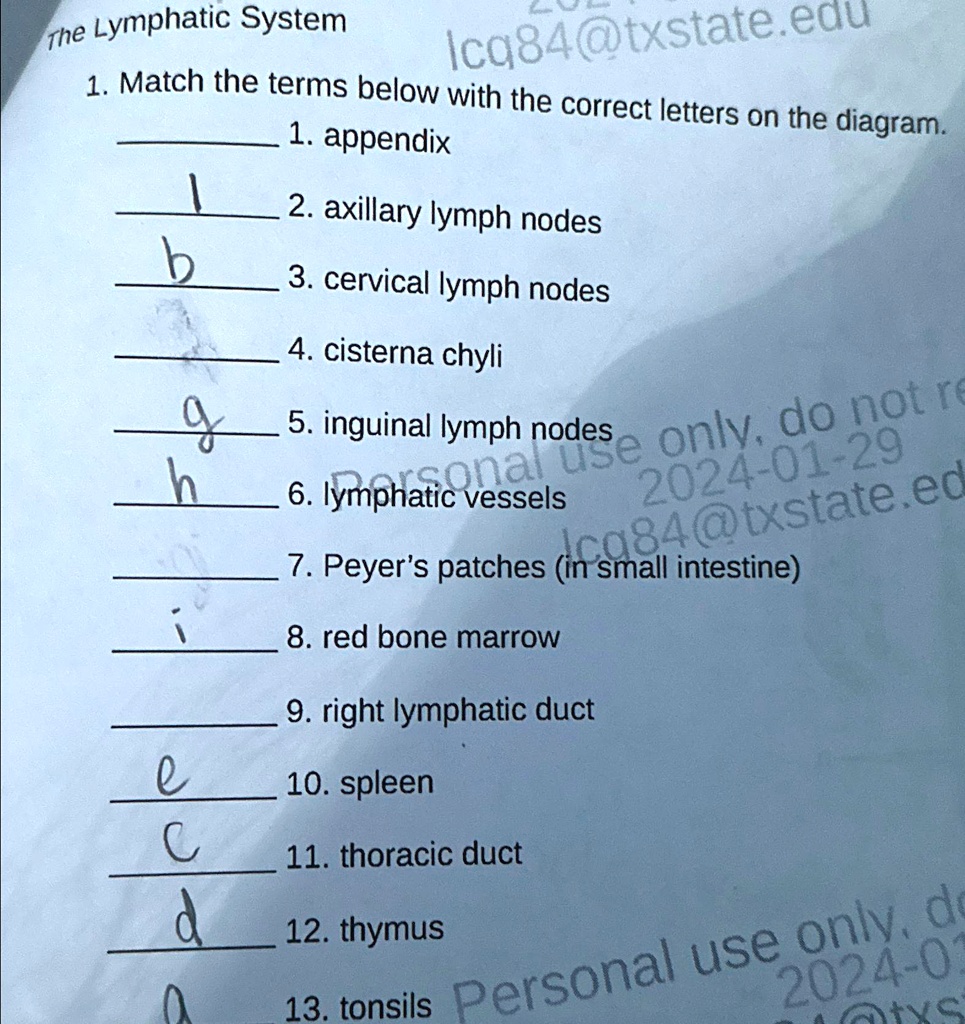 The Lymphatic System Match the terms below with the correct letters on ... The Lymphatic System Match the terms below with the correct letters on ...