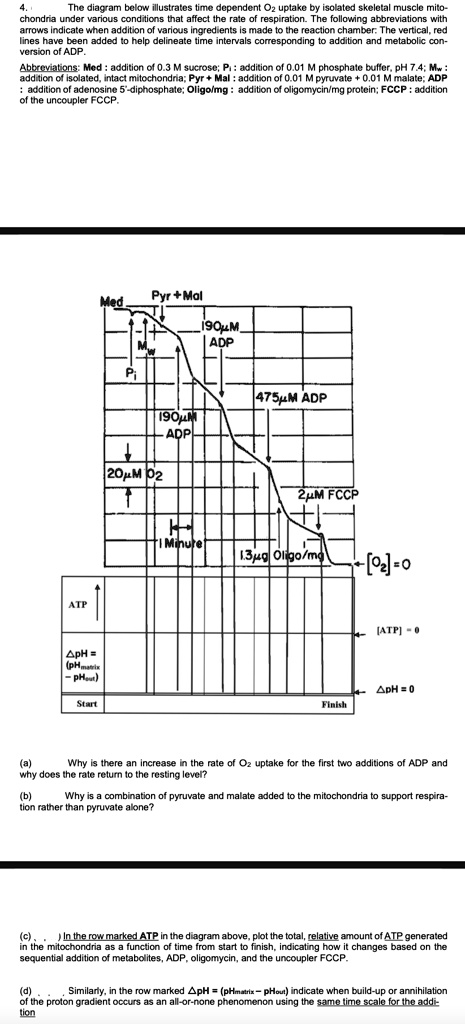 4. The diagram below illustrates time dependent O2 uptake by isolated ...