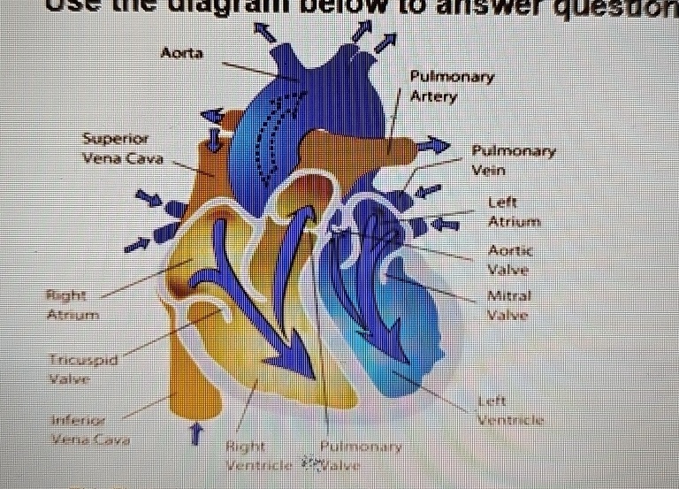 aorta pulmonary artery superior vena cava right atrium tricuspid valve inferior vena cava right ...
