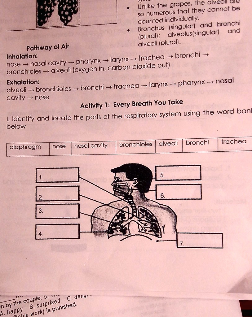 SOLVED: 'Activity 1: Every Breath You Take1. Identify and locate the ...