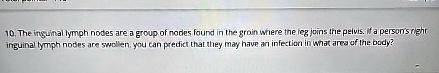 10. The inguinal lymph nodes are a group of nodes found in the groin ...