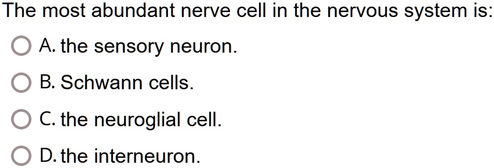 SOLVED: The most abundant nerve cell in the nervous system is A. the sensory neuron. B. Schwann ...