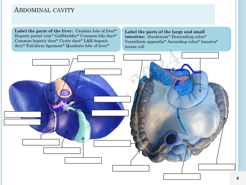 ABDOMINAL CAVITY Label the parts of the liver: Caudate lobe of liver ...