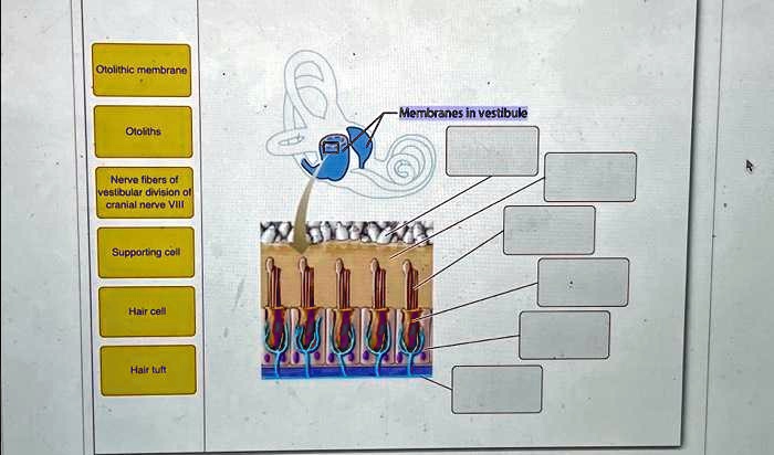 Otolithic membrane Membranes in vestibule Otoliths Nerve fibers of ...