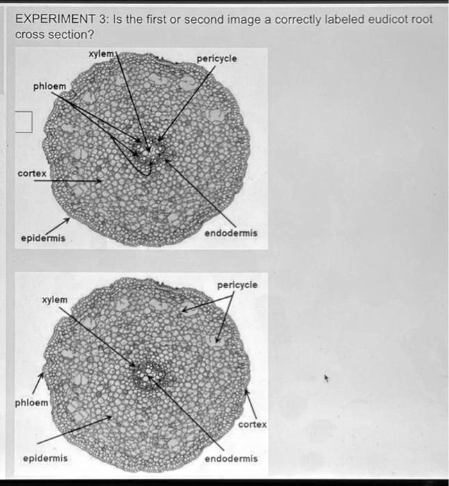 EXPERIMENT 3: Is the first or second image a correctly labeled eudicot ...