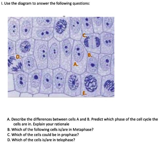 I. Use the diagram to answer the following...