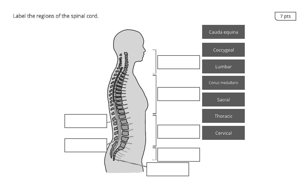 Label the regions of the spinal cord. Cauda equina 7 pts Coccygeal ...