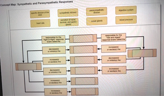 Concept Map: Sympathetic and Parasympathetic Responses specific division of the ANS sympathetic ...