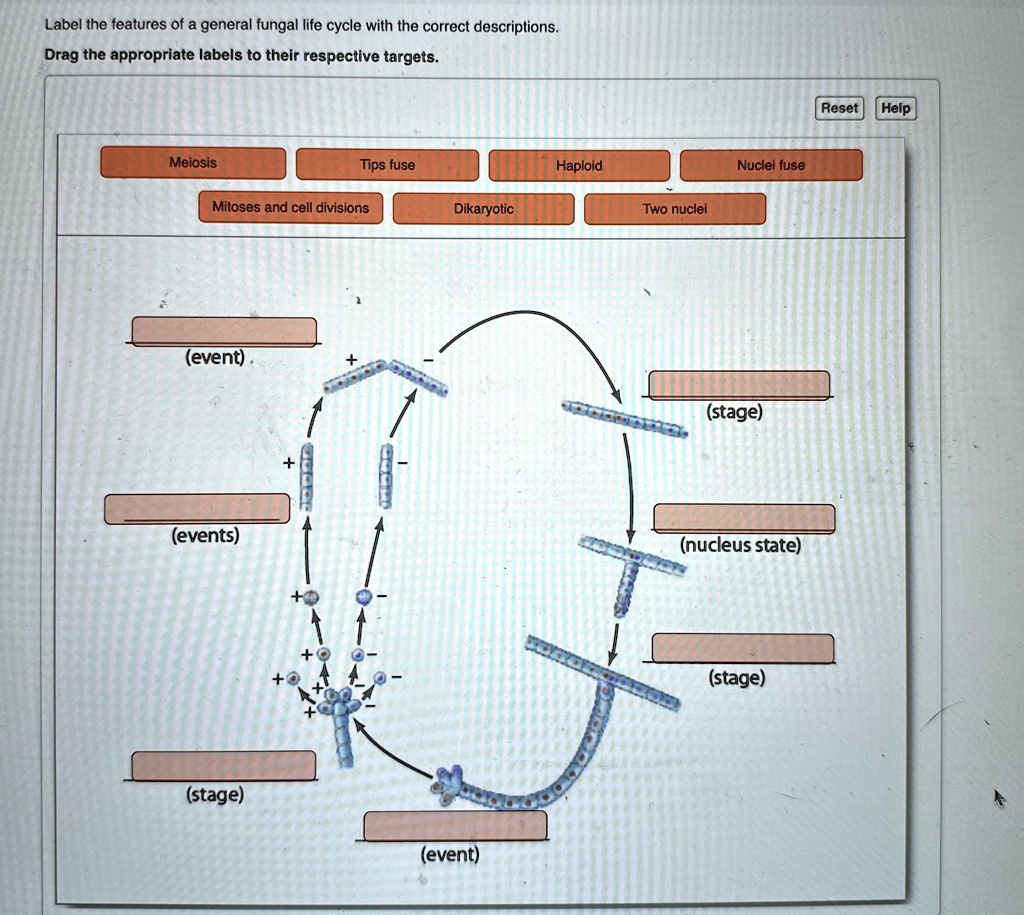 Label the features of a general fungal life cycle with the correct ...