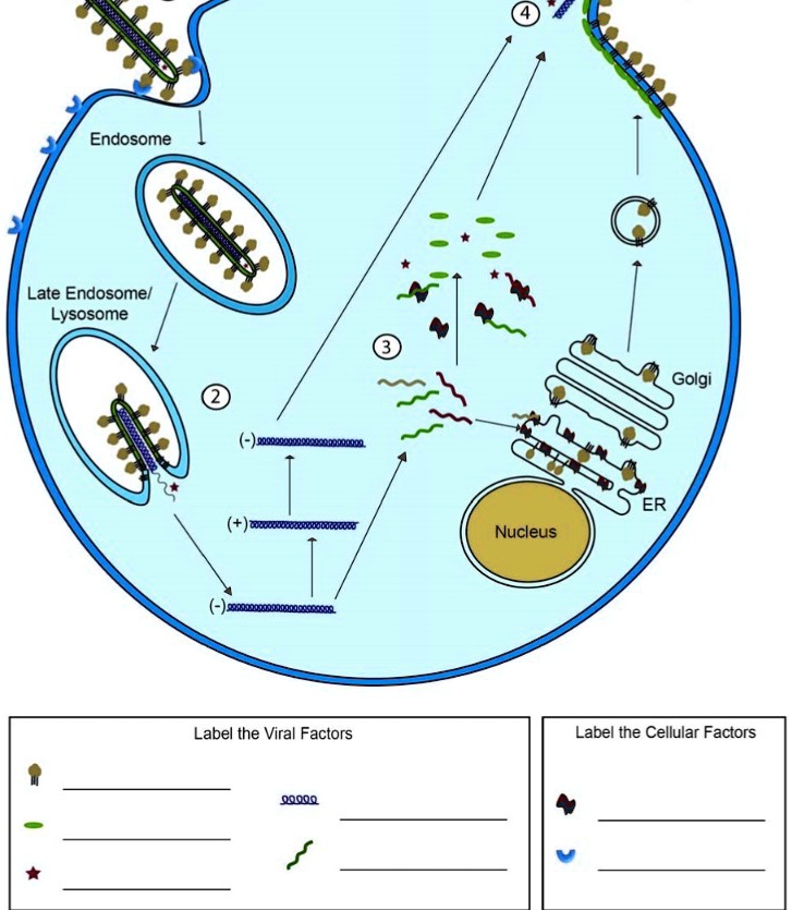SOLVED: Can you fill in the chart below using the picture posted above ...