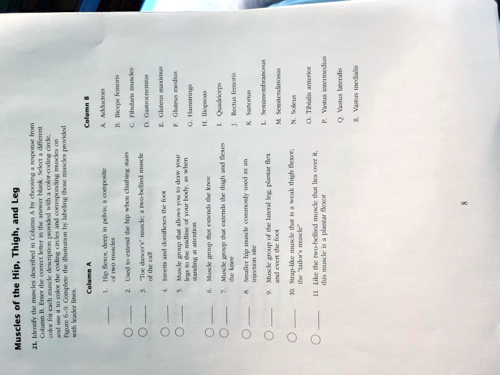 column b bbiceps femoris cfibularis muscles dgastrocnemius egluteus ...