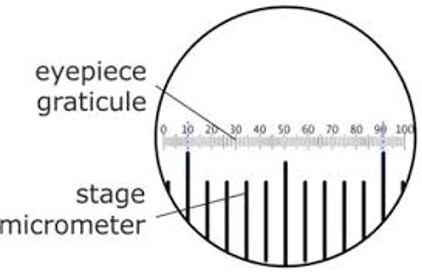 SOLVED: In this image a stage micrometer and an ocular micrometer are ...