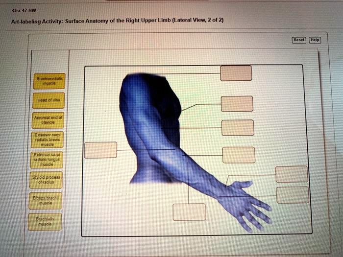 SOLVED: Surface Anatomy of the Right Upper Arm CEx47HW Art-labeling ...