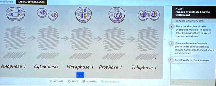 TRODUCTION LABORATORY SIMULATION Anaphase I Cytokinesis Metaphase I ...