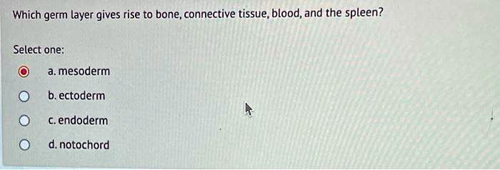 Which germ layer gives rise to bone, connective tissue, blood, and the ...