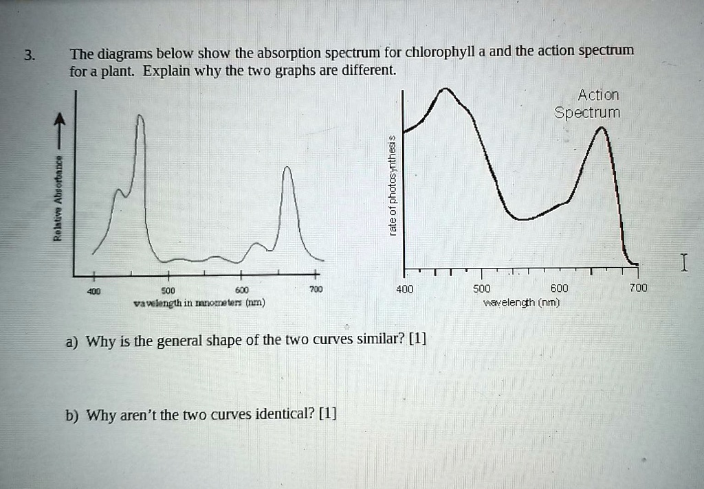 the diagrams below show the absorption spectrum for chlorophyll a and ...