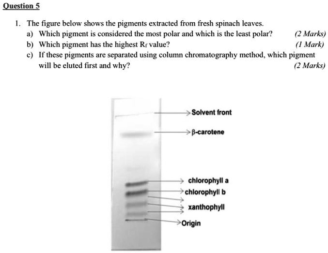 SOLVED: The figure below shows the pigments extracted from fresh ...