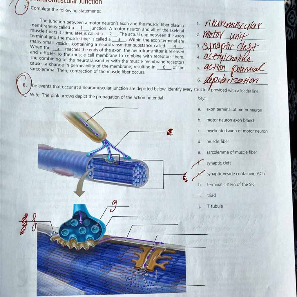 8 the events that occur at a neuromuscular junction are depicted below ...