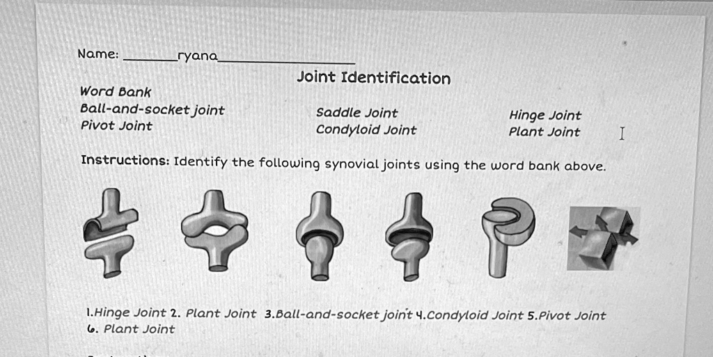 SOLVED: Name: Ryan Joint Identification Word Bank: Ball-and-socket ...