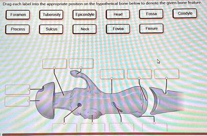 Drag each label into the appropriate position on the hypothetical bone below to denote the given ...