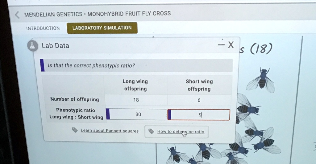 mendelian genetics monohybrid fruit fly cross introduction laboratory simulation lab data x s 13 ...