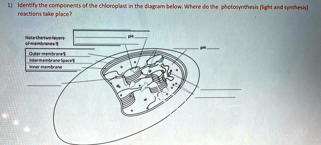 1) Identify the components of the chloroplast in the diagram below ...