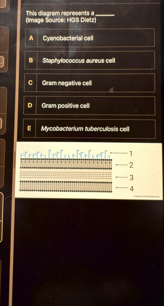 This diagram represents a (Image Source: HGS Dietz) A Cyanobacterial ...