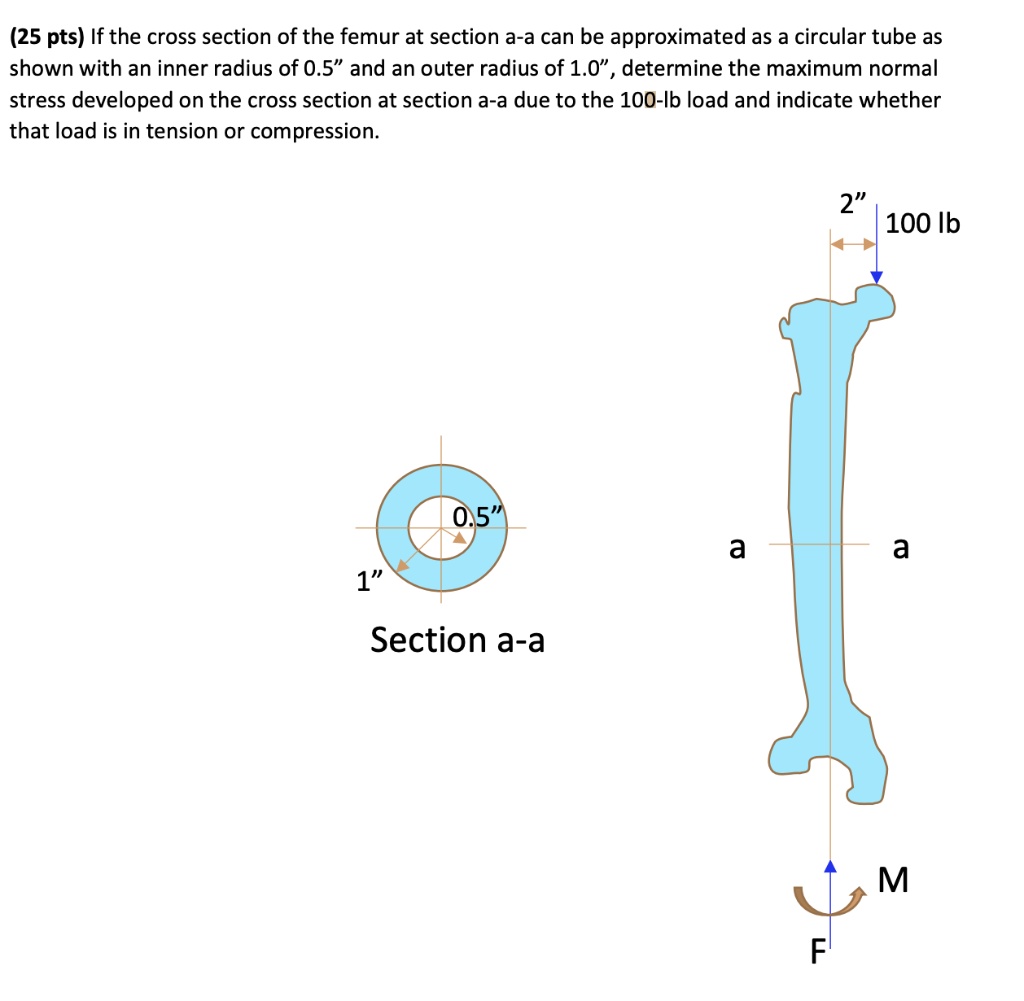 (25 pts) If the cross section of the femur at section a-a...