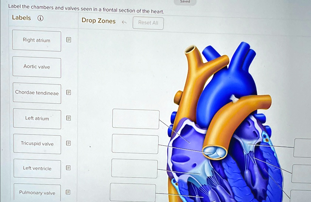 Label the chambers and valves seen in a frontal section of the heart ...