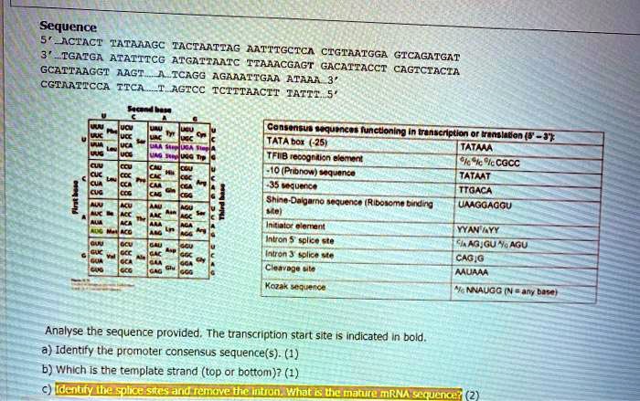 SOLVED: Sequence: CTACT TATAAAGC TACTAATTAG AATTTGCTCA CTGTAATGGA ...