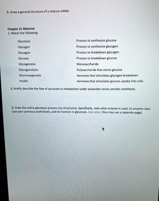draw benera structure of a mature mrna chapter 21 material match the ...