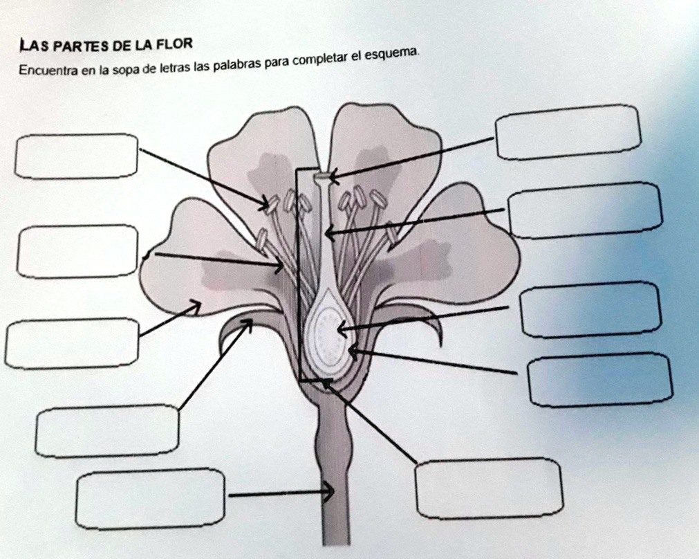 SOLVED: LAS PARTES DE LA FLOR LAS PARTES DE LA FLOR palabras [ para ...