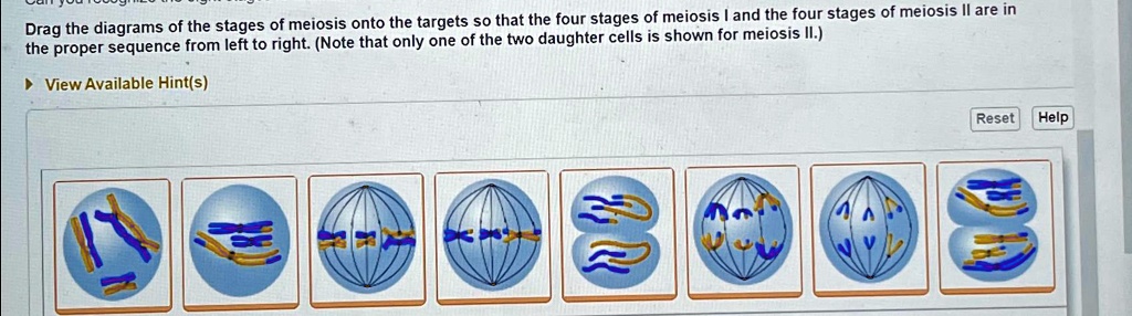 Drag the diagrams of the stages of meiosis onto the targets so that the four stages of meiosis I ...