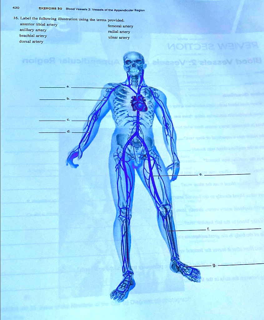 430 EXERCISE 30 Blood Vessels 2: Vessels of the Appendicular Region 16 ...