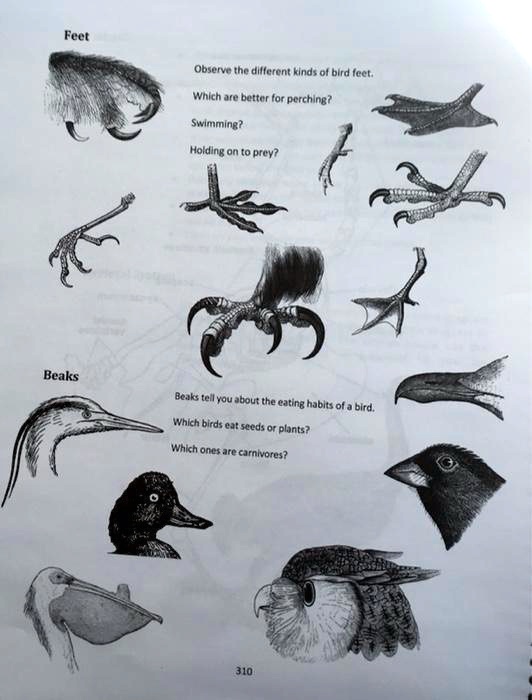 SOLVED: Feet Observe the different kinds of bird feet. Which are better ...