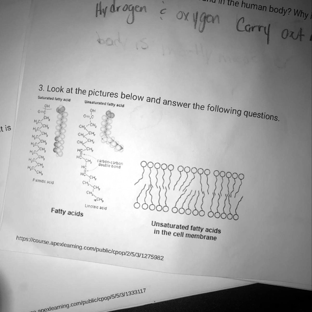 a how is the shape of saturated fatty acids different from the shape of ...