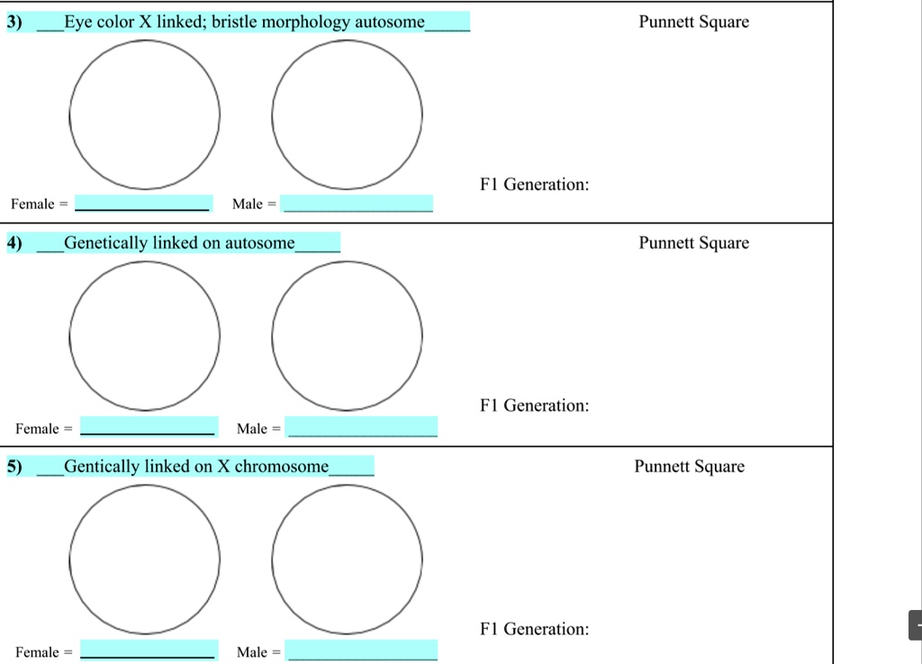 SOLVED: Eye color X-linked; bristle morphology autosome Punnett Square ...