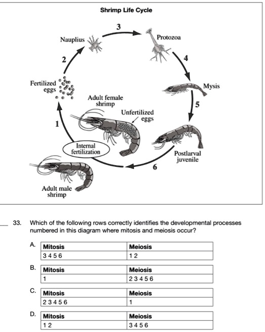 SOLVED: Shrimp Life Cycle Nauplius Protozoa Fertilized eggs Mysis Adult ...