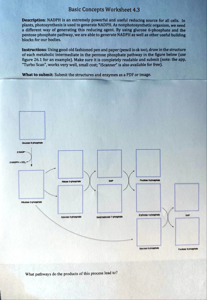 Basic concepts worksheet 43 description nadph is an...