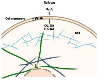 SOLVED: In a cell, respiration reaction occurs as follows:C6H12O6 + O2 > CO2 + H2OO2 diffuses ...